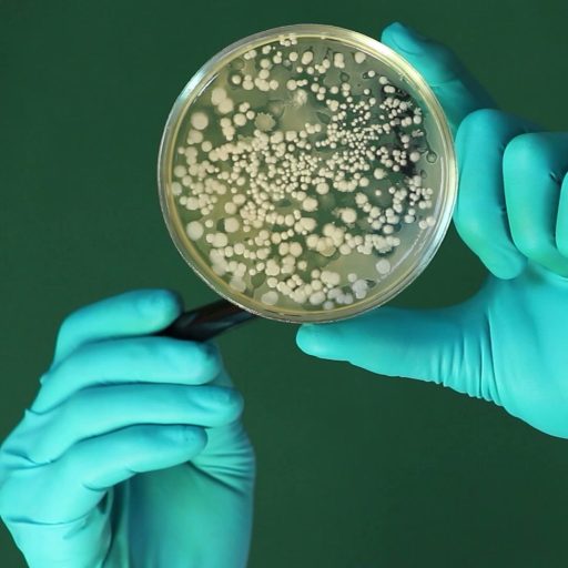 Notes on Writing a Mold Report - Joe Spurgeon, Ph.D. - Joe Spurgeon, Ph ...